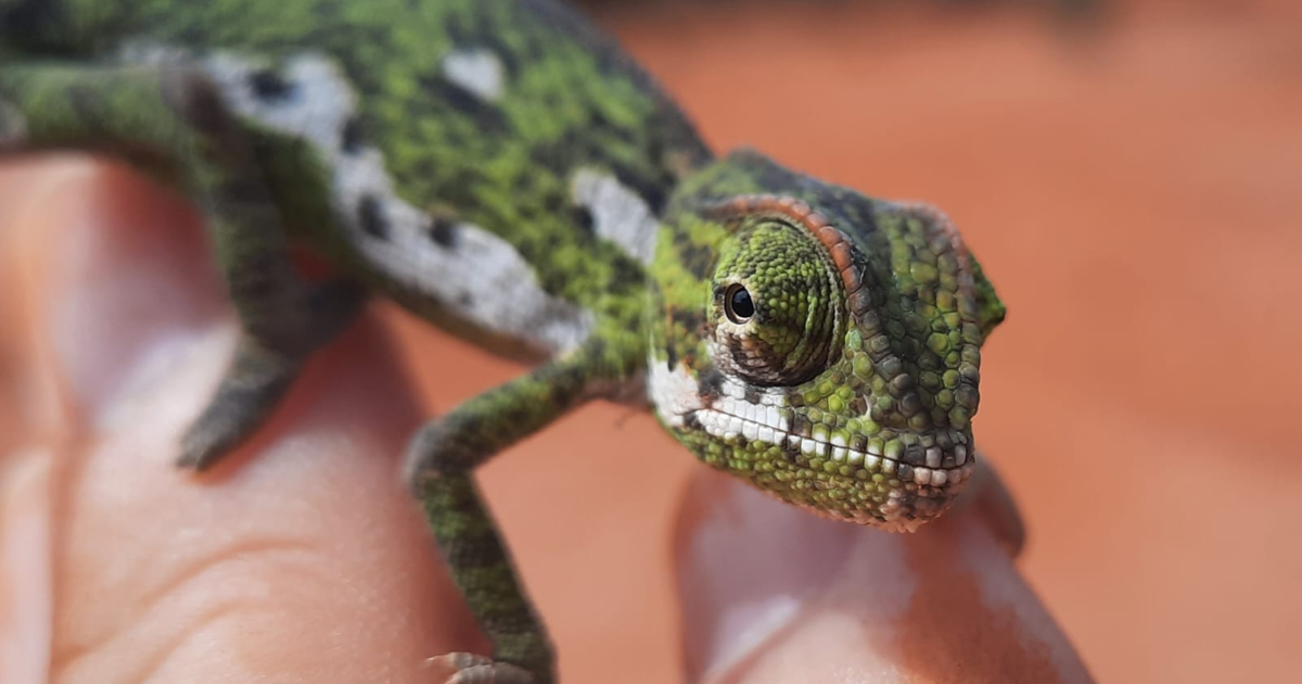 Rare reptile found in Somaliland minefield | The HALO Trust