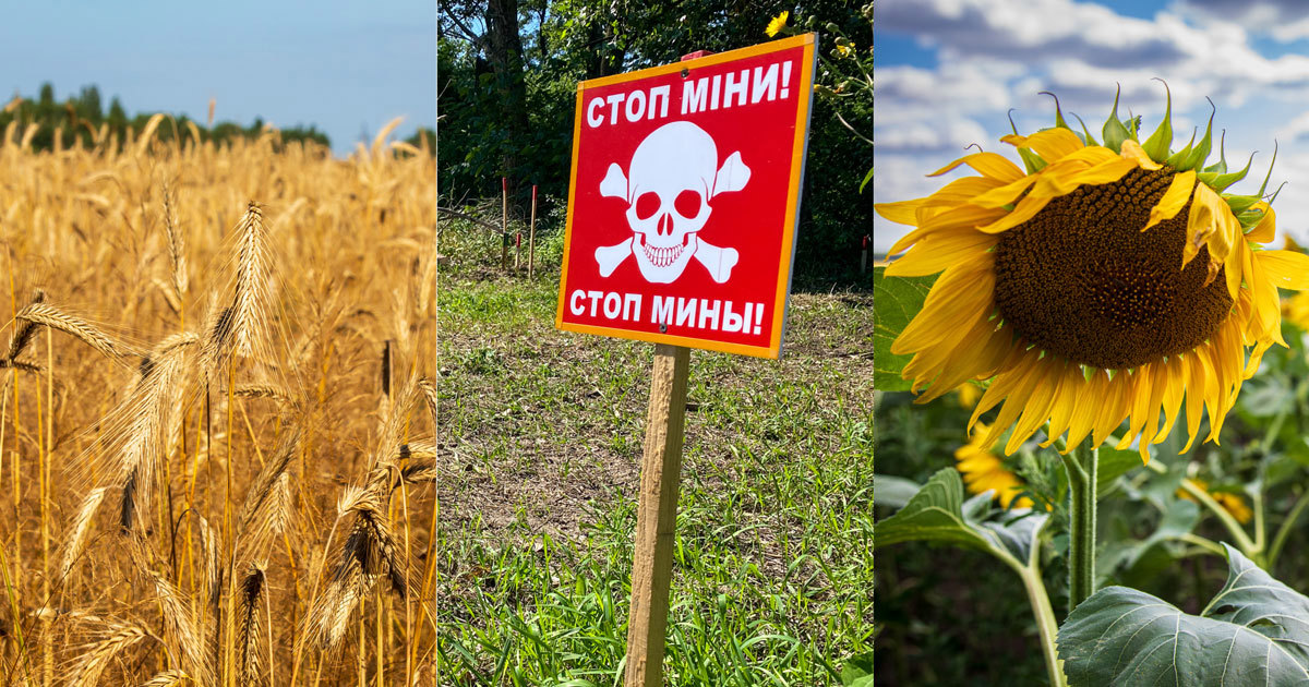 Turning minefields into farmland in Ukraine | The HALO Trust
